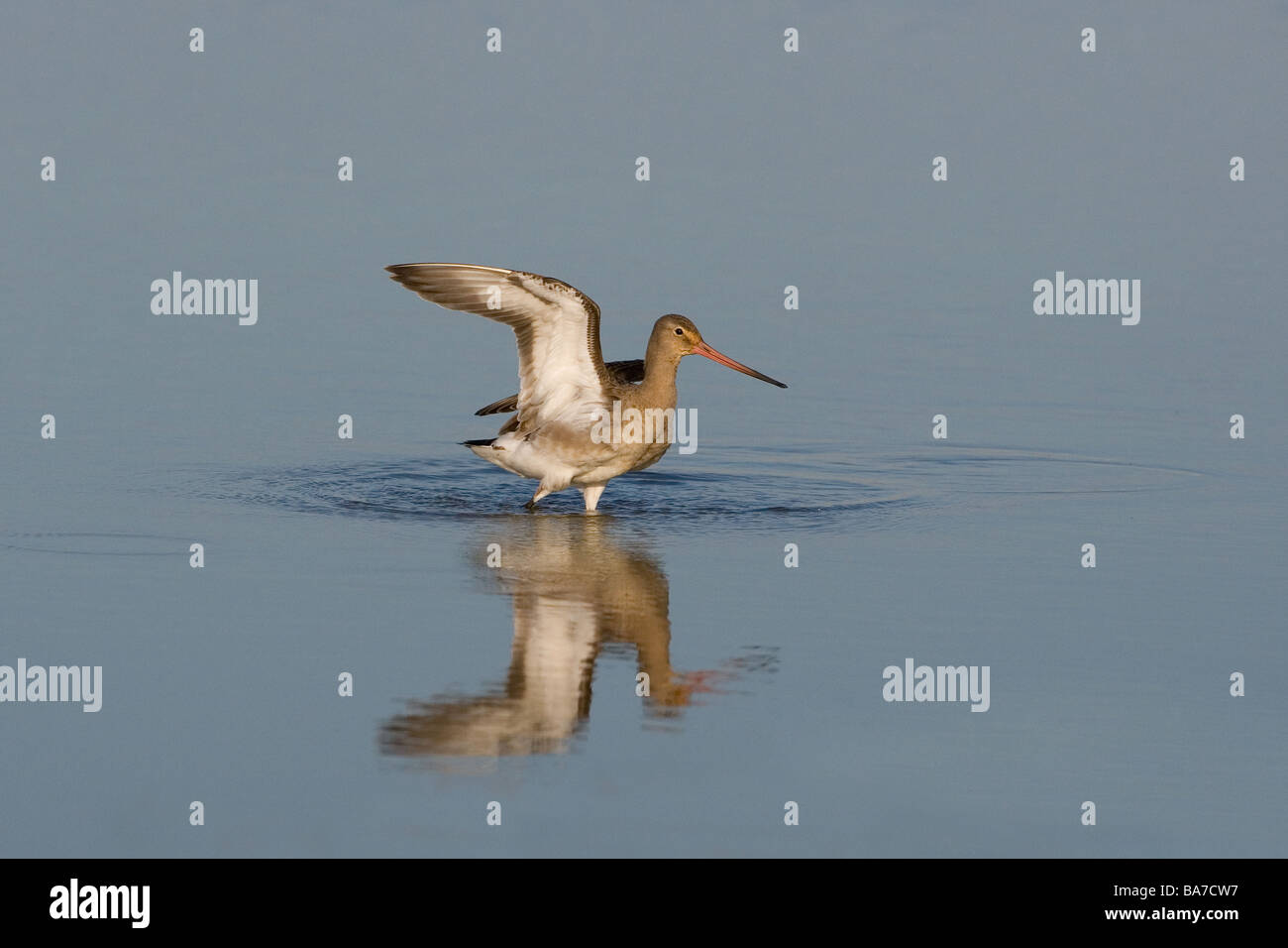 Limosa subspecies hi-res stock photography and images - Alamy
