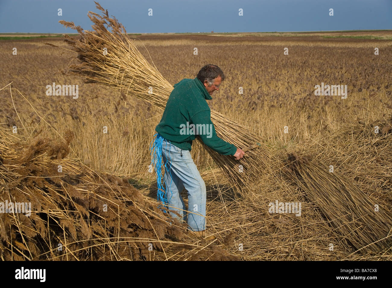 Reed cutting norfolk reeds hi-res stock photography and images - Alamy