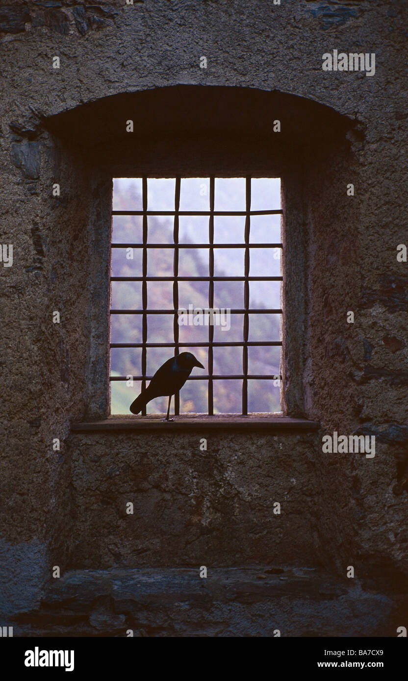 Windows puts bars on figure raven buildings fences grilles bars animal ...