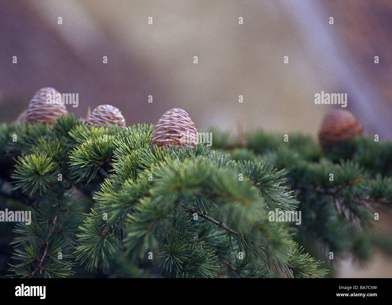 Conifer detail branch needles taps nature plant vegetation botany plant ...
