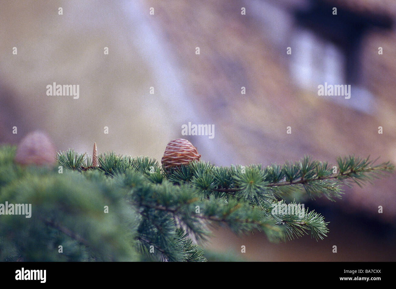 Conifer detail branch needles taps nature plant vegetation botany plant ...