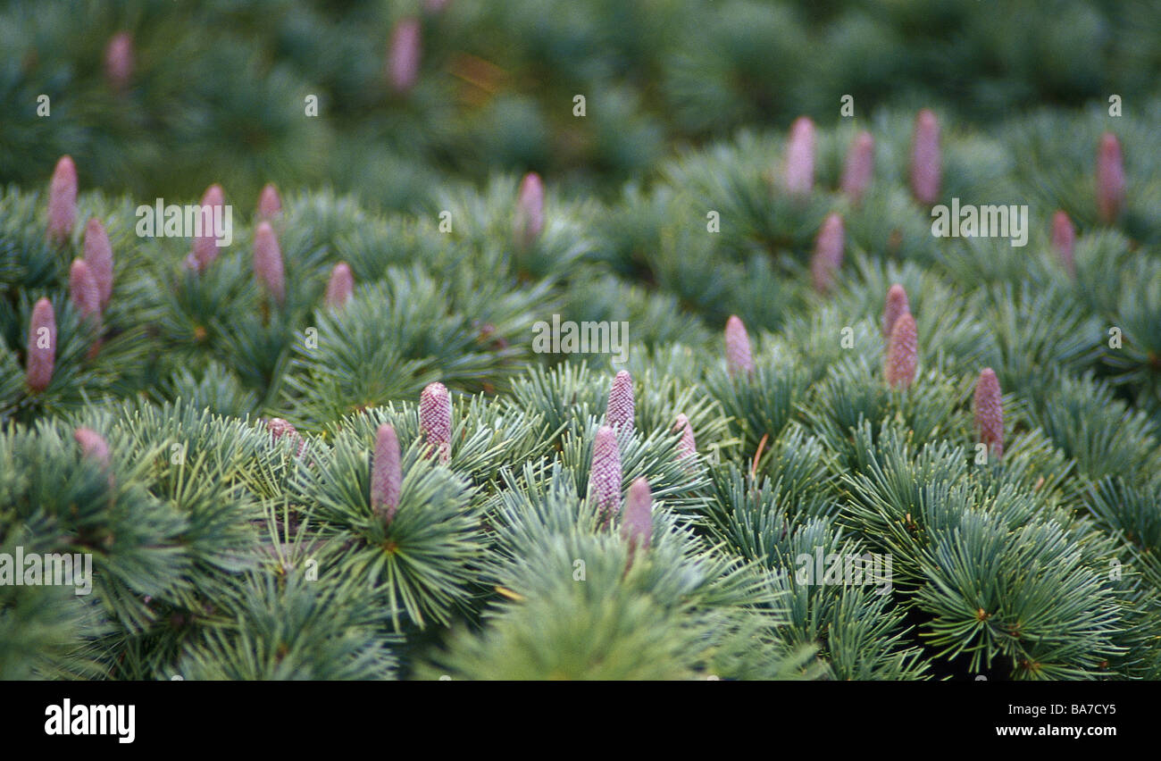 Conifer detail branch needles taps nature plant vegetation botany plant ...