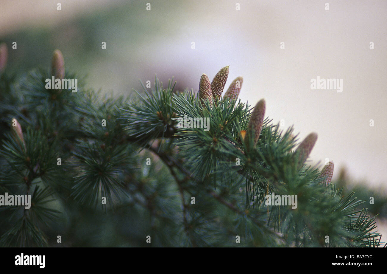 Conifer detail branch needles taps nature plant vegetation botany plant ...