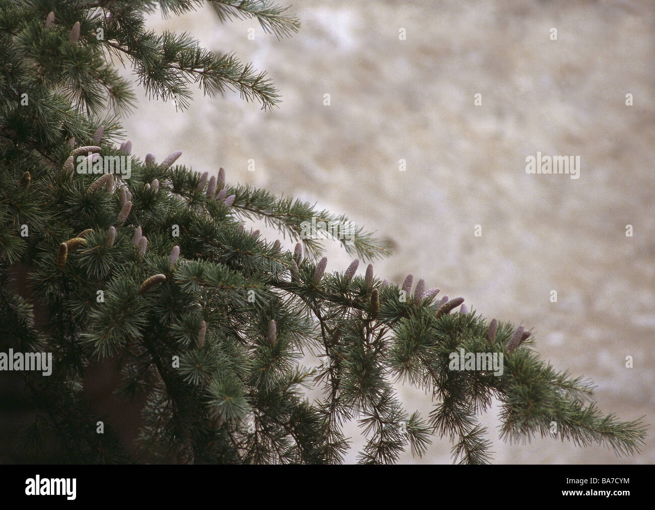 Conifer detail branch needles taps nature plant vegetation botany plant ...