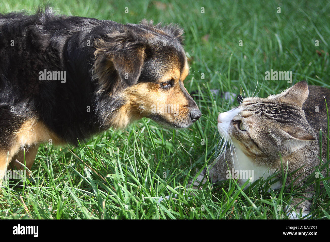 Halfbreed cat hi-res stock photography and images - Alamy