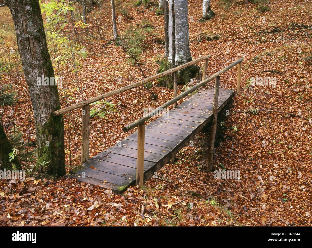 Forest bridge fall foliage footpath forest path way path teaching-path ...