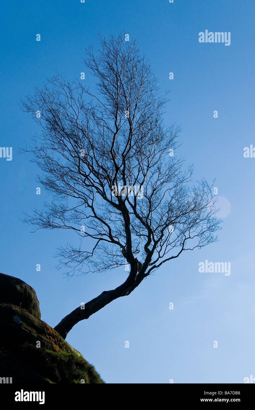 A tree sprouts from the rock formations at Brimham Rocks North ...