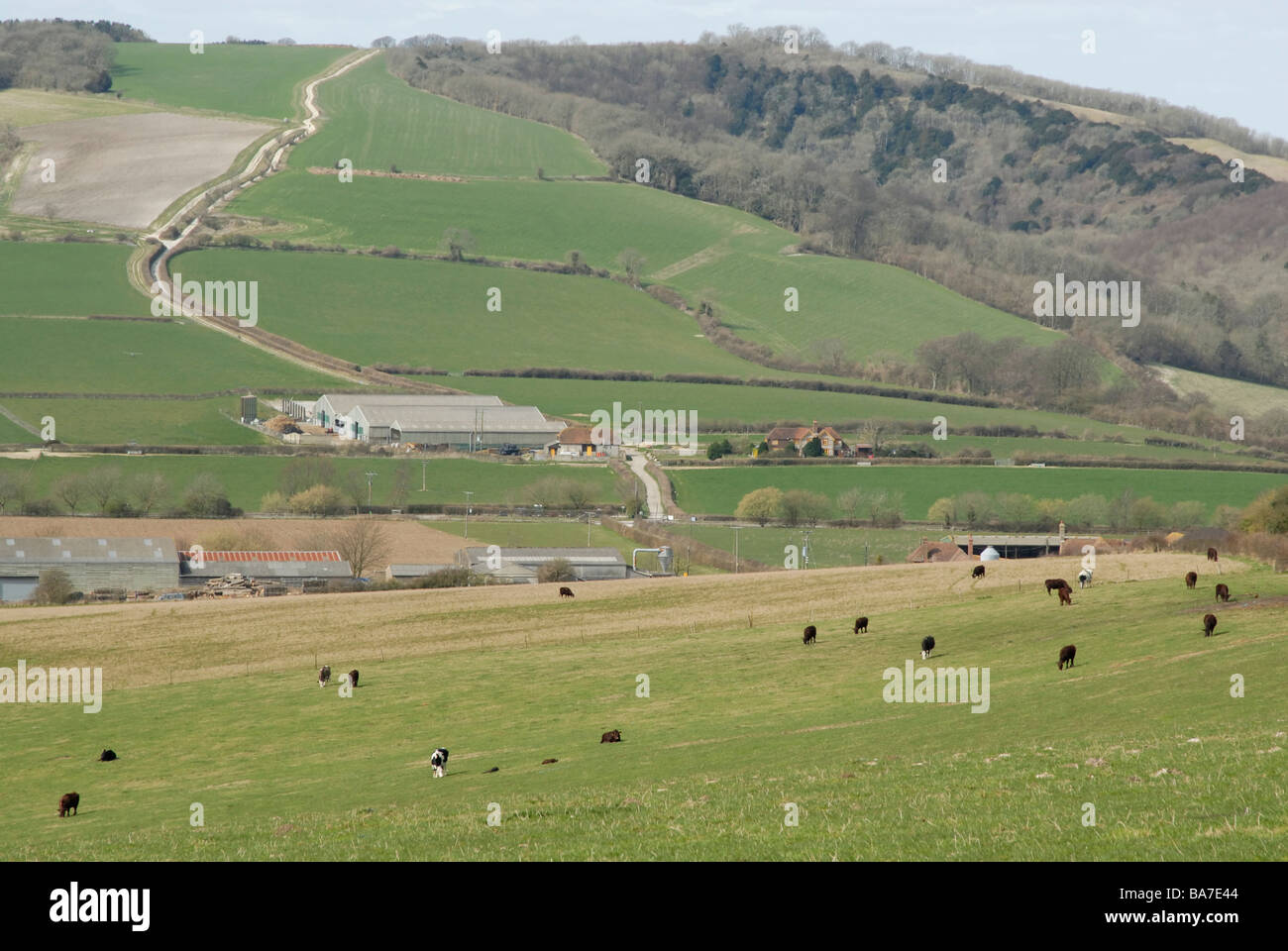 Sussex cattle hi-res stock photography and images - Alamy