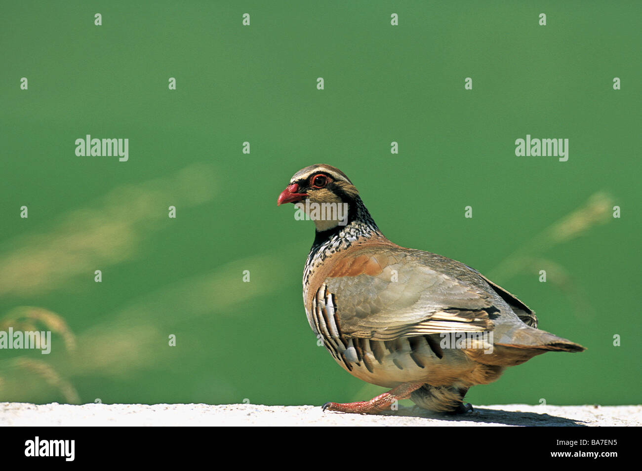 Red legged partridge france hi-res stock photography and images - Alamy