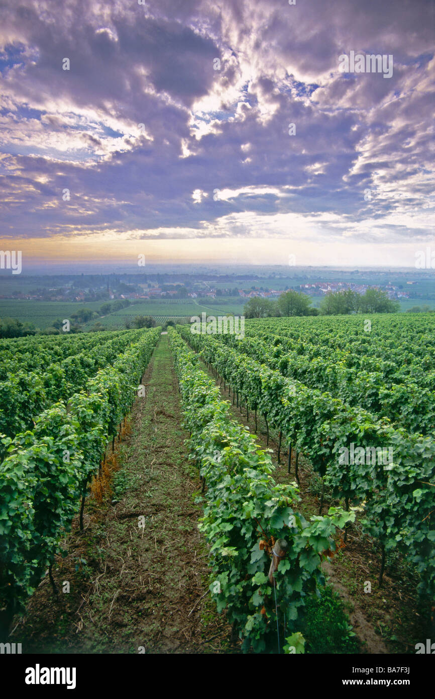 Forst view hi-res stock photography and images - Alamy