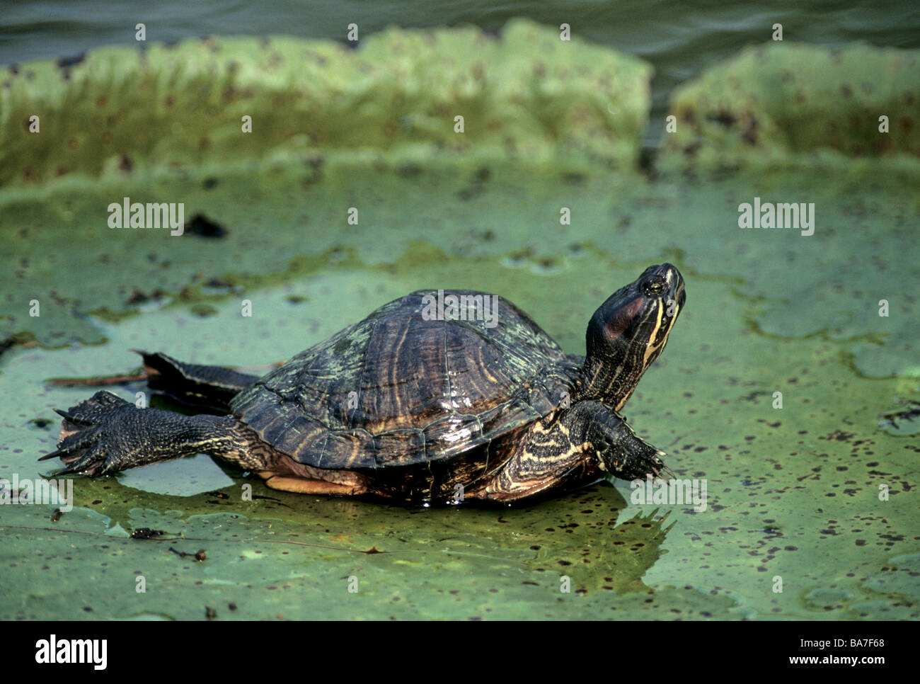 Red-Eared Slider / Trachemys scripta elegans Stock Photo - Alamy