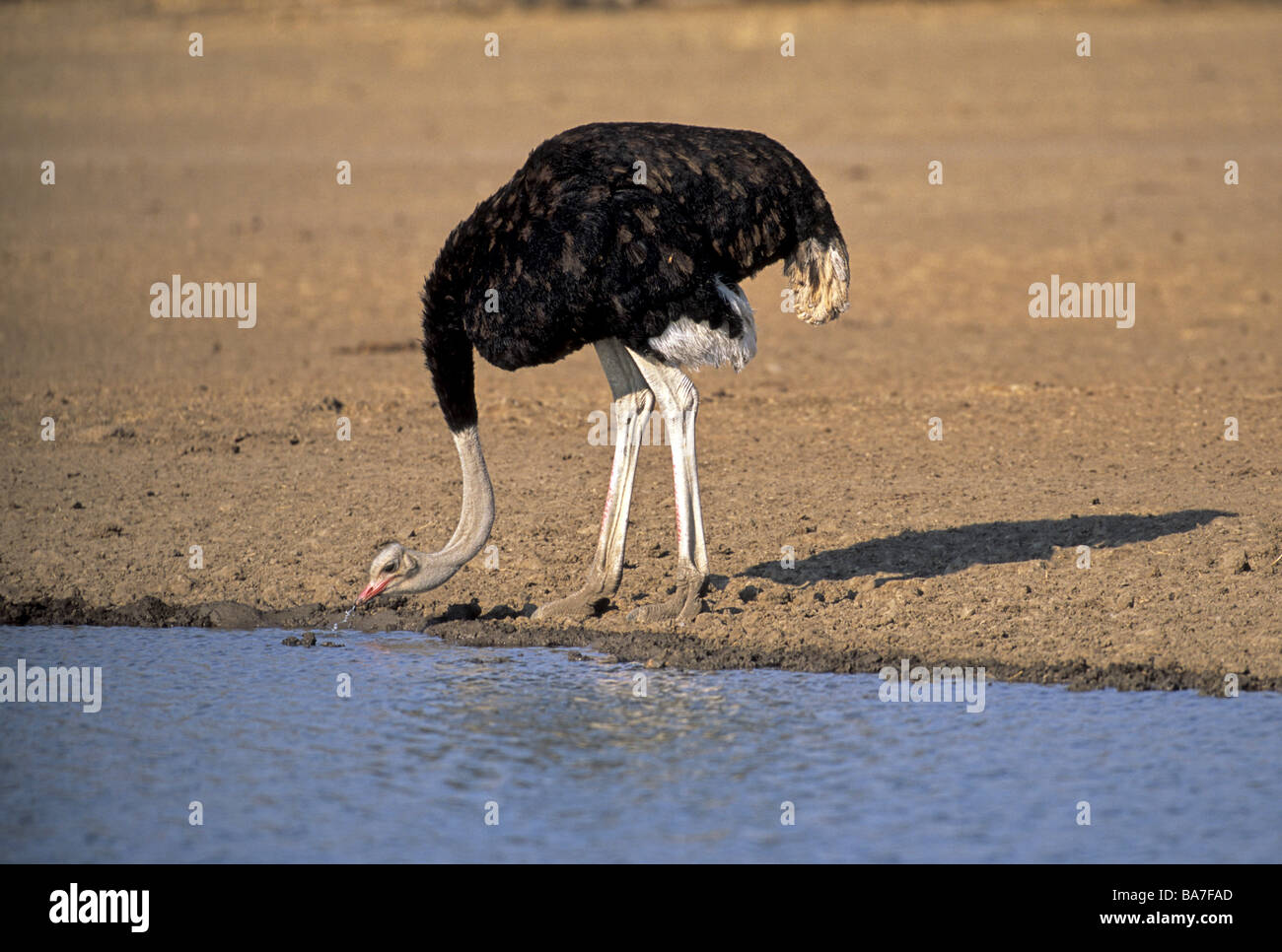 ostrich (male) - drinking / Struthio camelus Stock Photo - Alamy