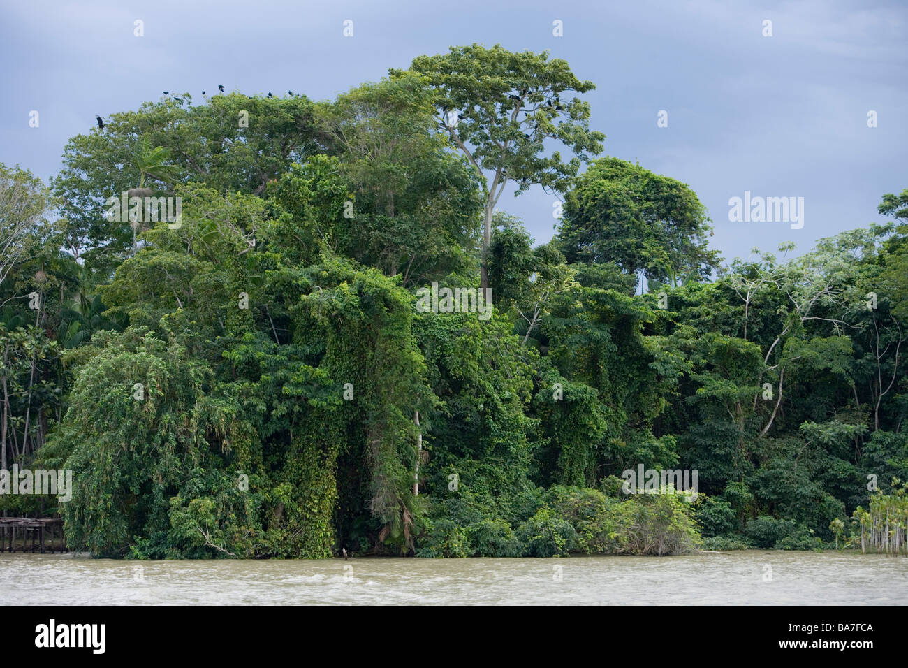 Amazon River and Tropical Rainforest, Combo Island, near Belem, Para ...