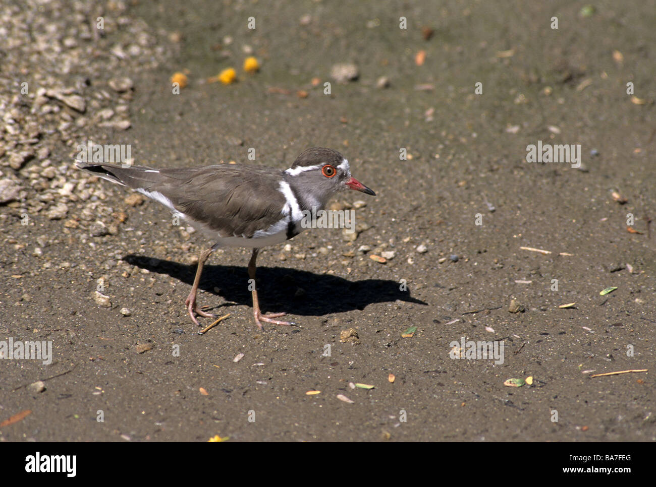 Three banded plovers hi-res stock photography and images - Alamy