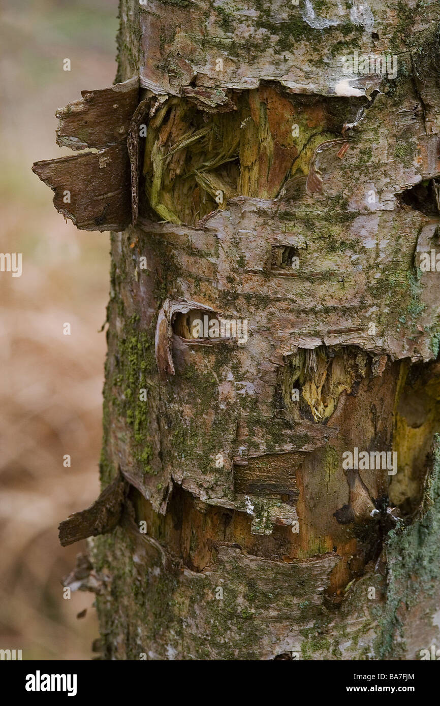 Woodpecker damage hi-res stock photography and images - Alamy