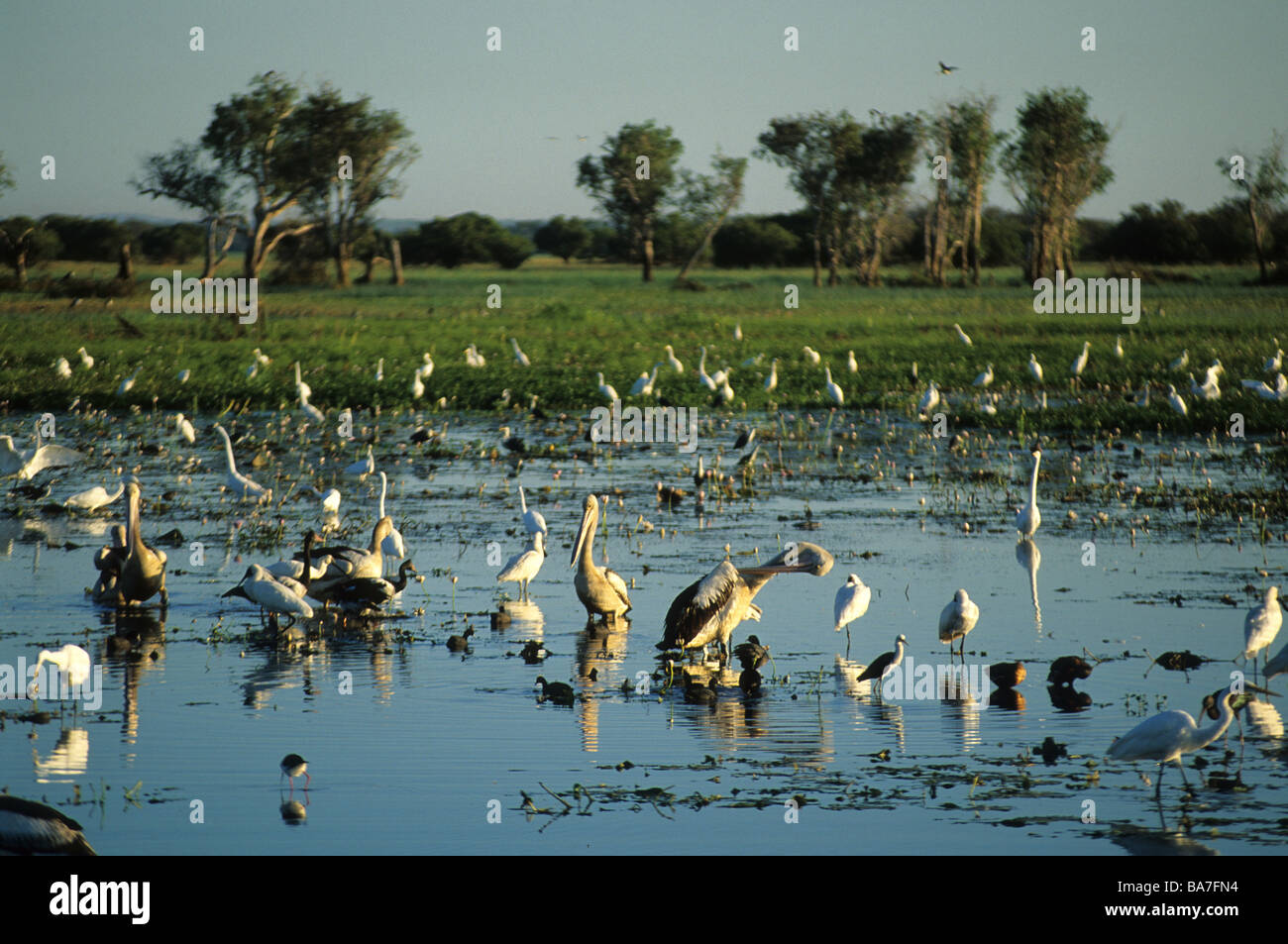 Kakadu wetlands hi-res stock photography and images - Alamy