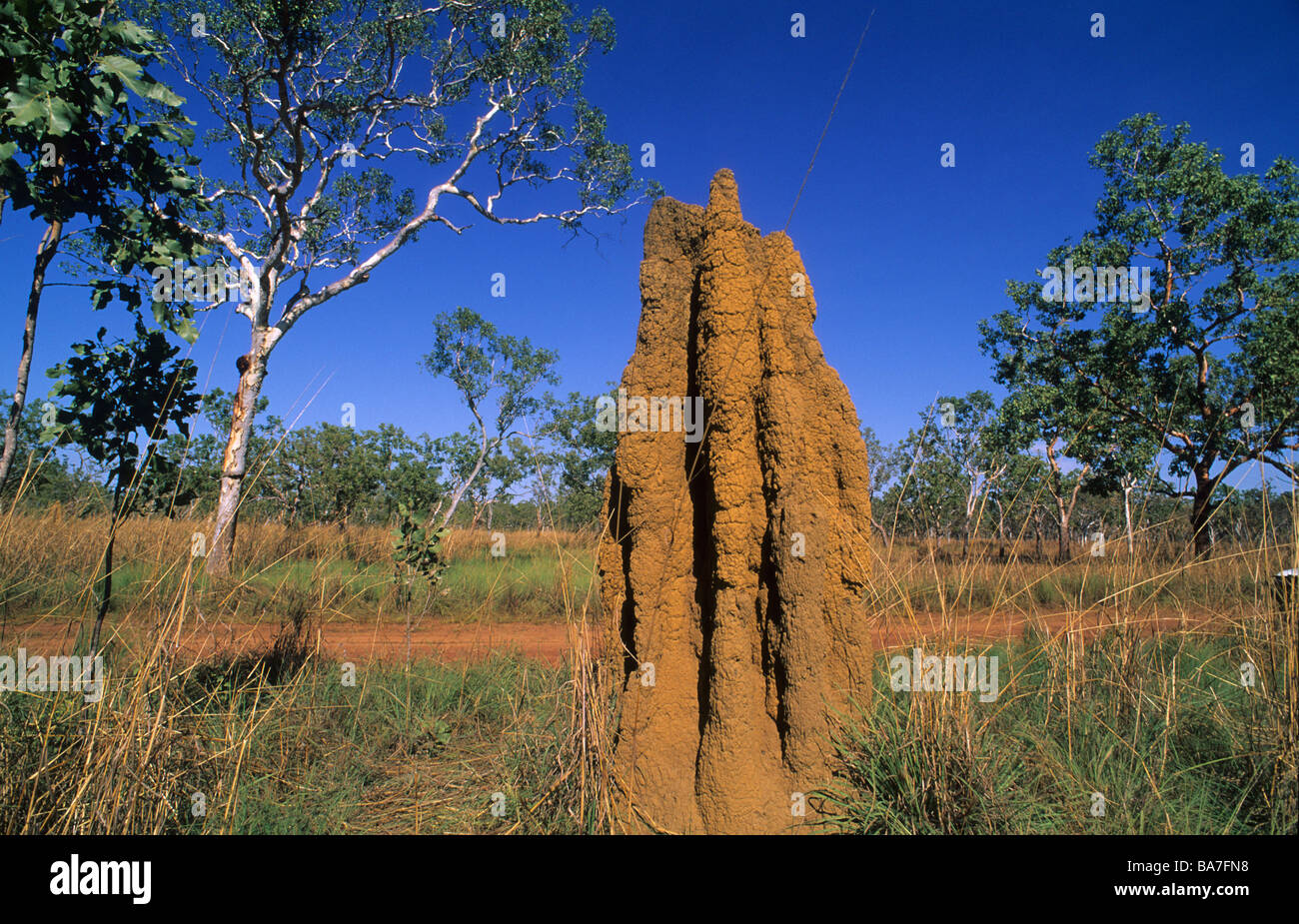 Hill top insects hi-res stock photography and images - Alamy