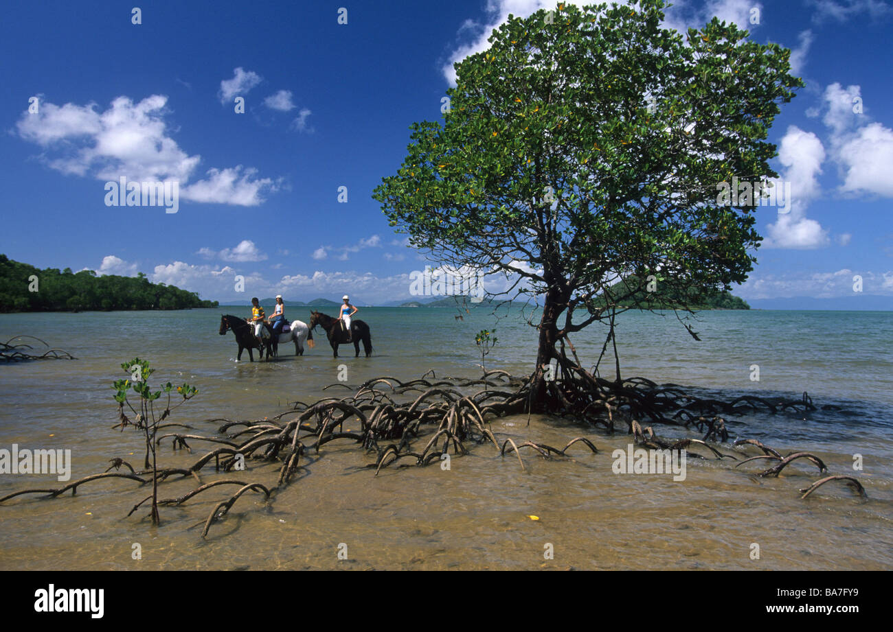 Horse riding on Dunk Island, the main island of the Family Islands ...
