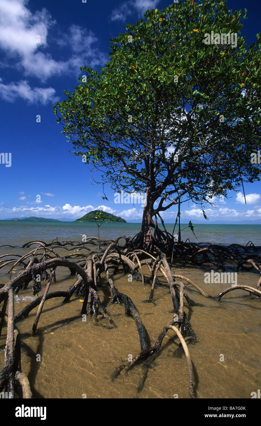 Mangroves, Dunk island, Family Islands group, Great Barrier Reef ...