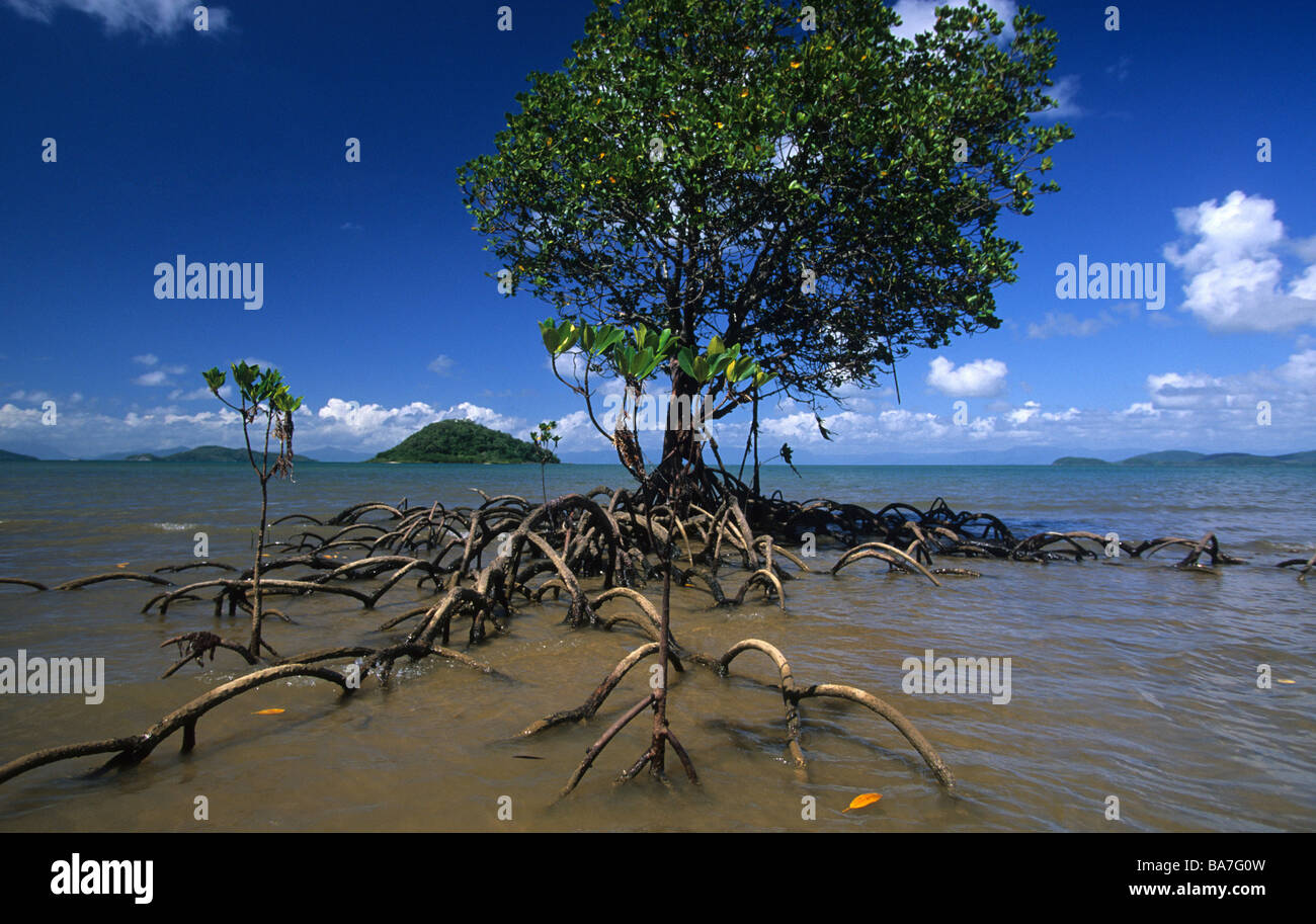 Mangroves, Dunk island, Family Islands group, Great Barrier Reef ...
