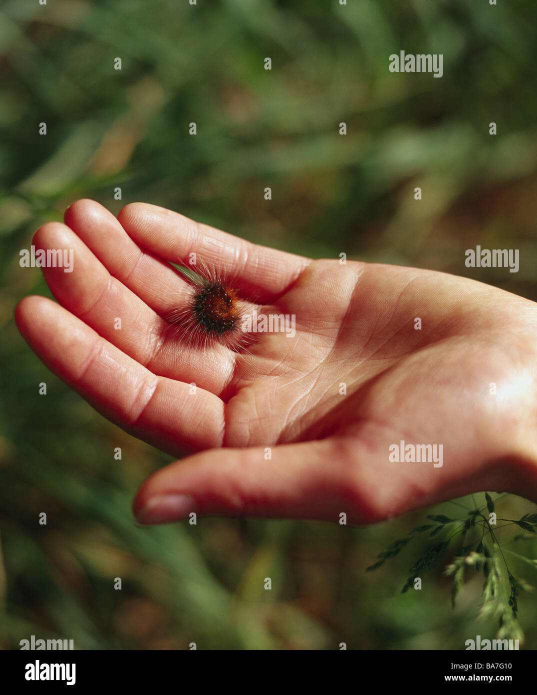 Palm caterpillar hand detains animal insect larva butterfly-larva larva ...
