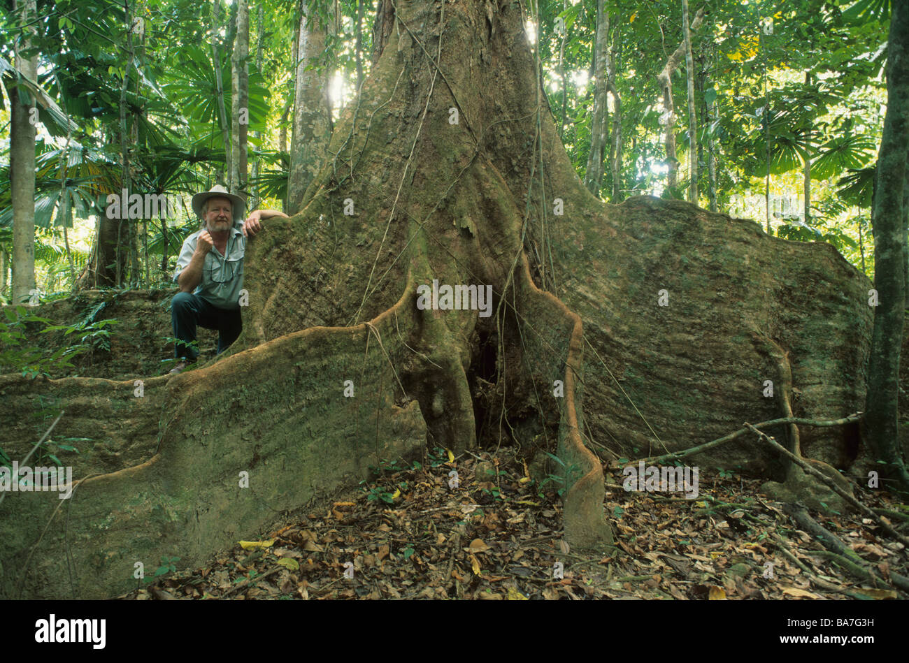 Man standing behind a tree, lowland rainforest, Cape Tribulation ...