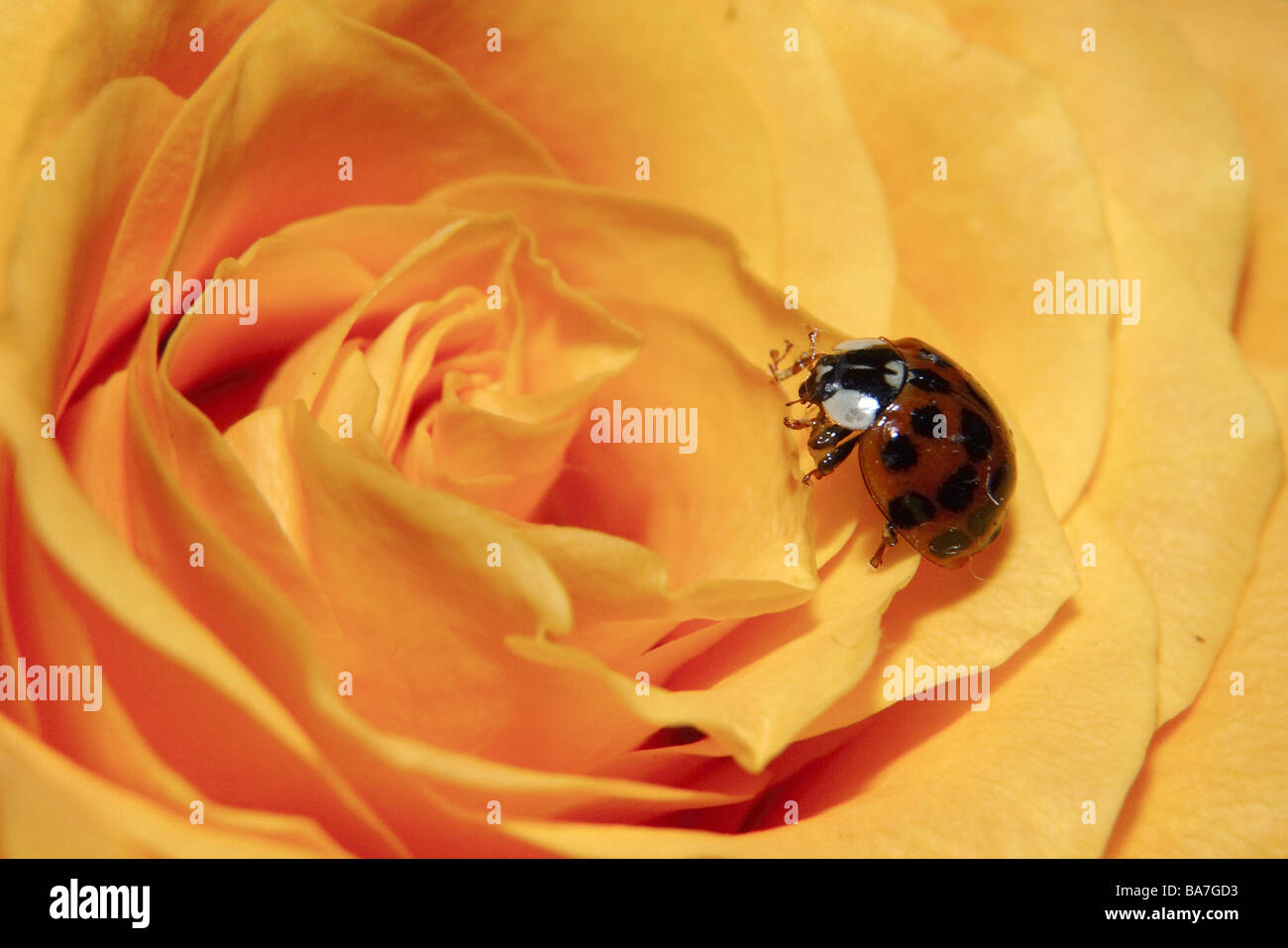 Rose-bloom yellow Asian ladybugs Harmonia axyridis series rose bloom ...