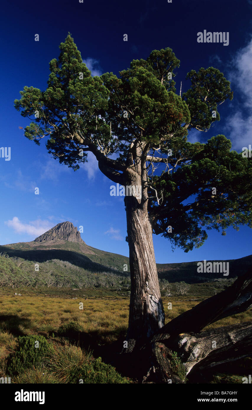 Australia pencil pine hi-res stock photography and images - Alamy