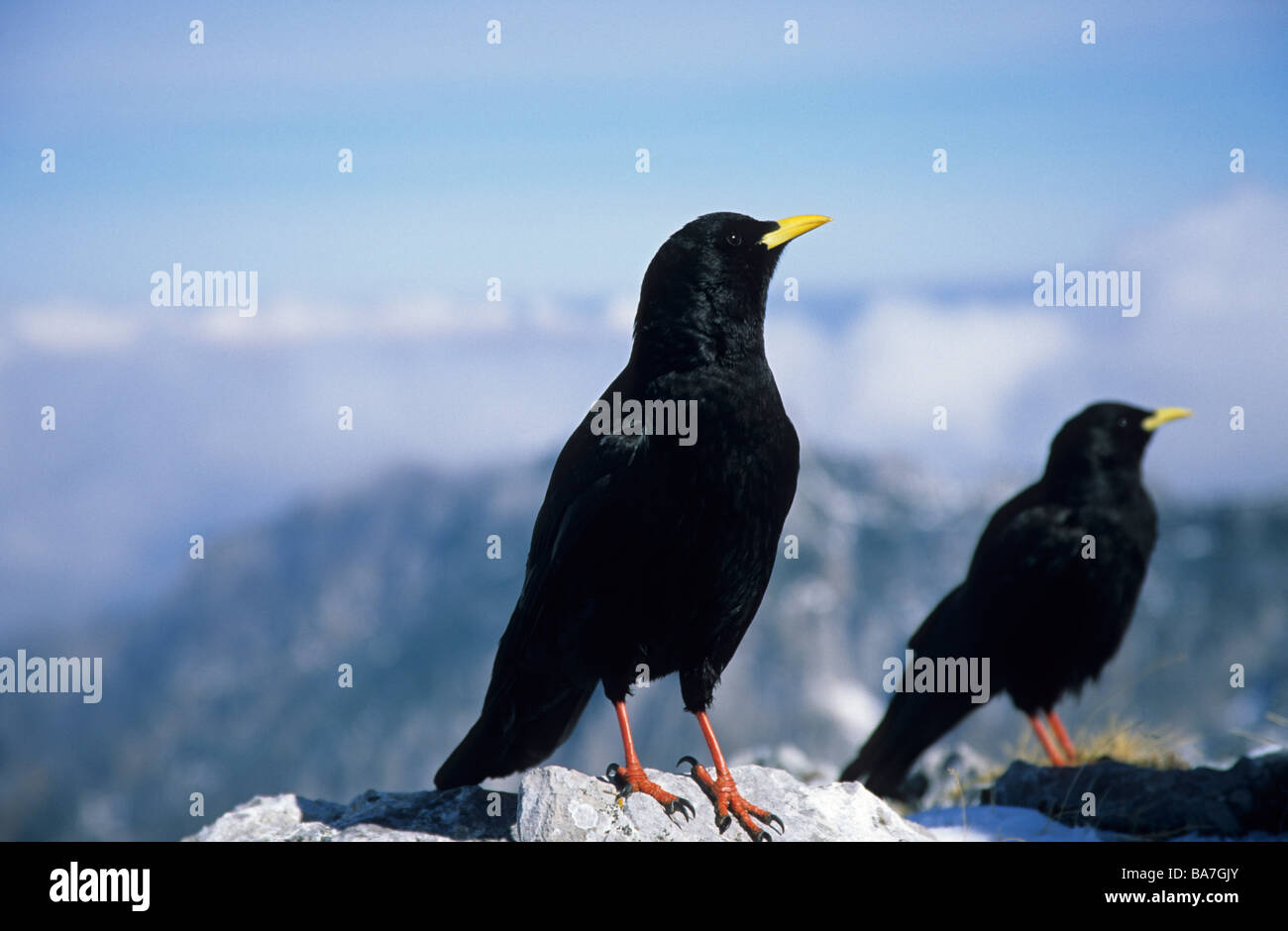 alpine daw, Berchtesgaden range, Upper Bavaria, Bavaria, Germany Stock ...