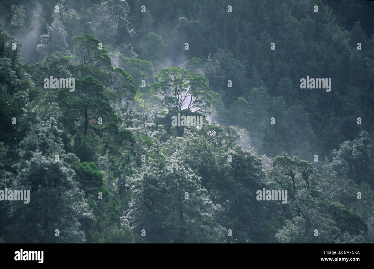 Cool temperate rainforest along the Gordon River, Gordon Franklin Wild ...
