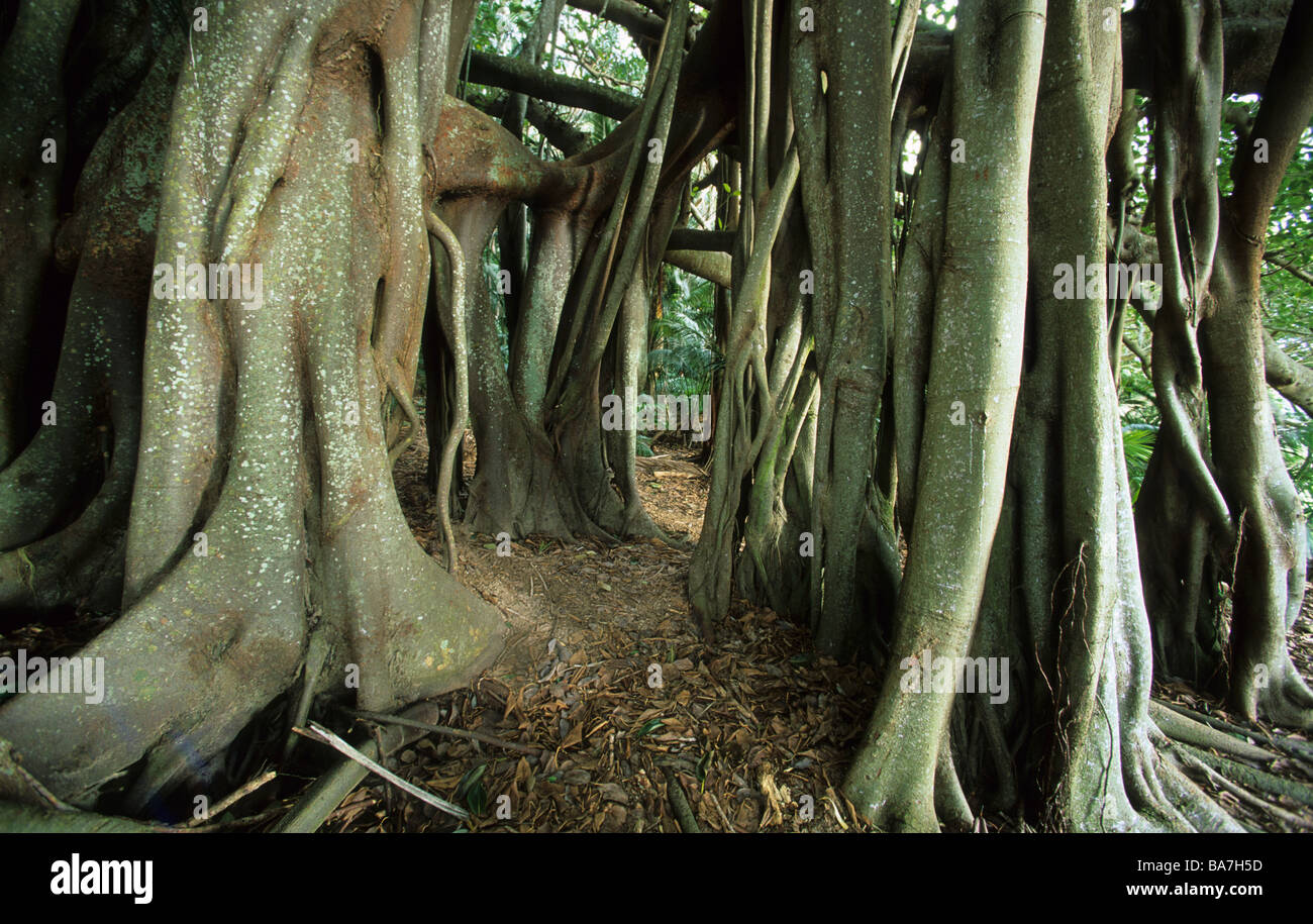 Giant Banyan tree in the Valley of the Shadows Stock Photo - Alamy