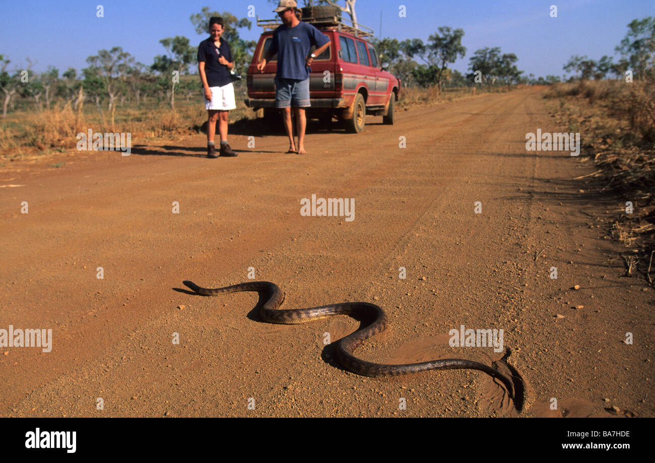 Black headed python on the road to Bell Gorge, Gibb River Road, Western ...
