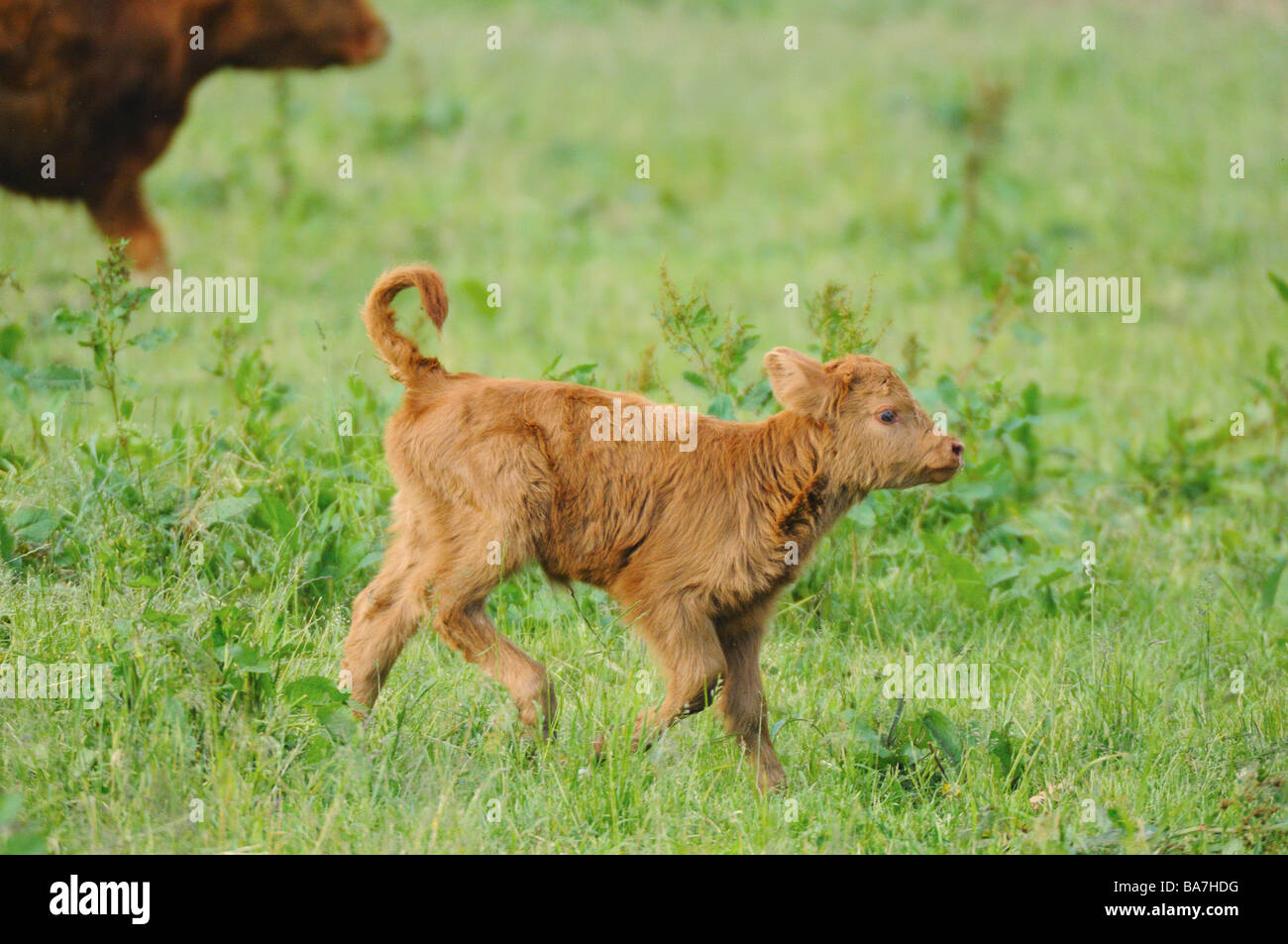 Highland cattle - calf running on meadow Stock Photo - Alamy