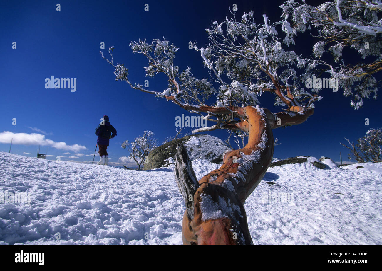 Snow gum trees covered hi-res stock photography and images - Alamy