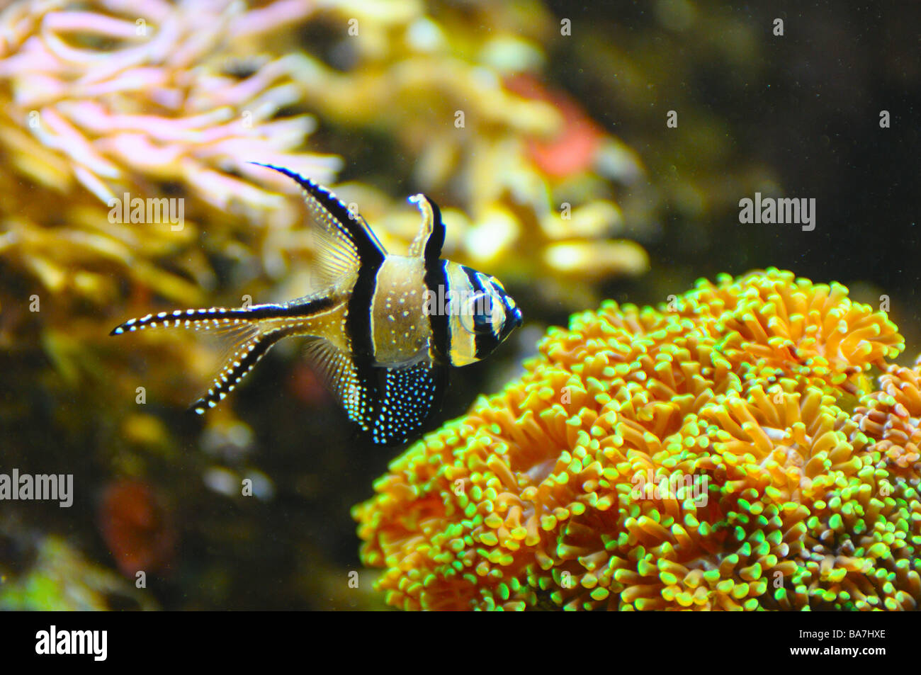 Banggai cardinalfishes hi-res stock photography and images - Alamy