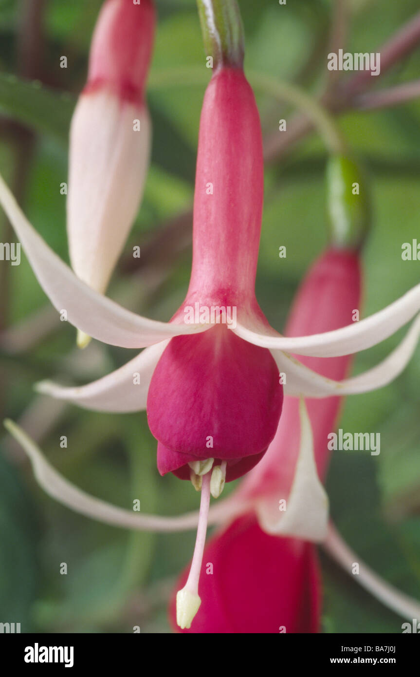 Fuchsia Checkerboard High Resolution Stock Photography and Images - Alamy