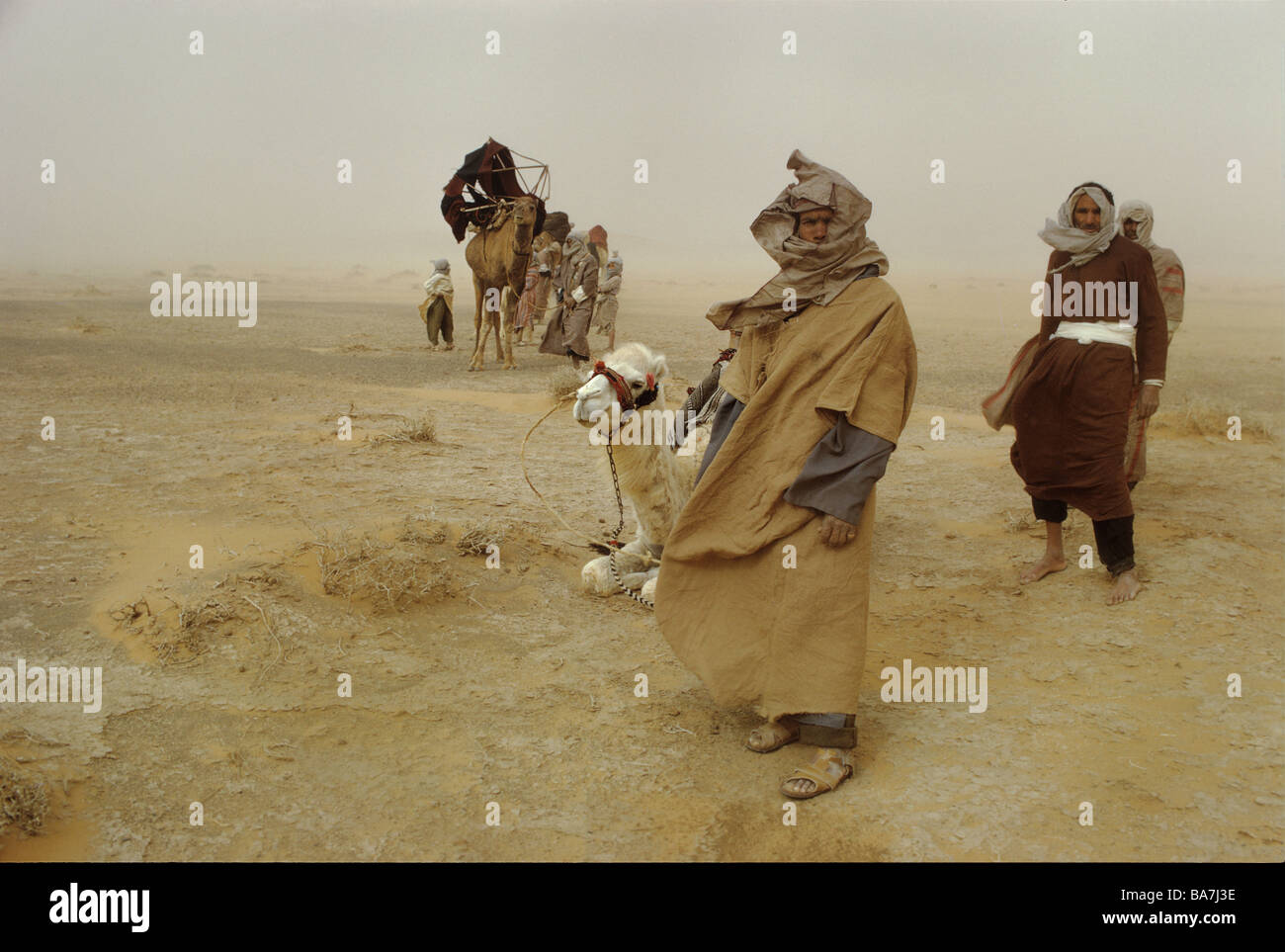 Berbers with their camels caught in a sandstorm in the sahara desert ...