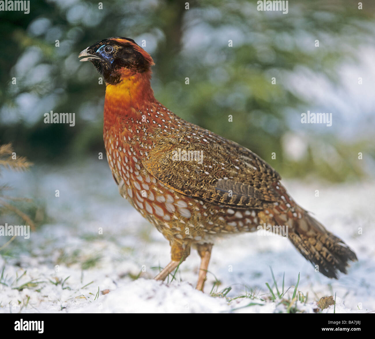 Temminck tragopans hi-res stock photography and images - Alamy