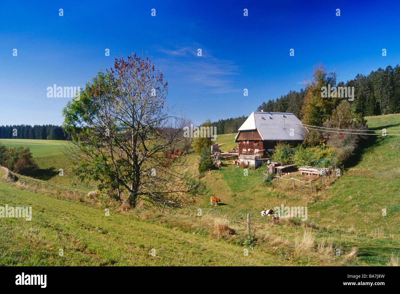 Farm near Furtwangen, Black Forest, Baden-Wurttemberg, Germany Stock ...