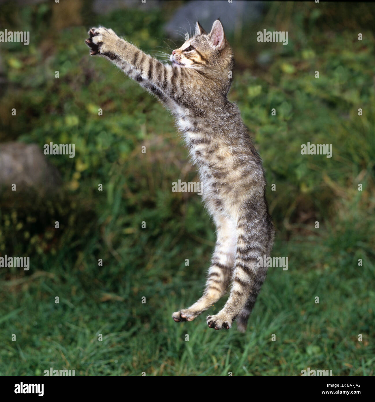 Domestic cat. Tabby kitten jumping Stock Photo - Alamy