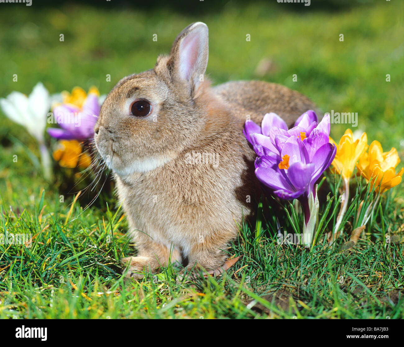 dwarf rabbit - sitting in between crocuses Stock Photo - Alamy