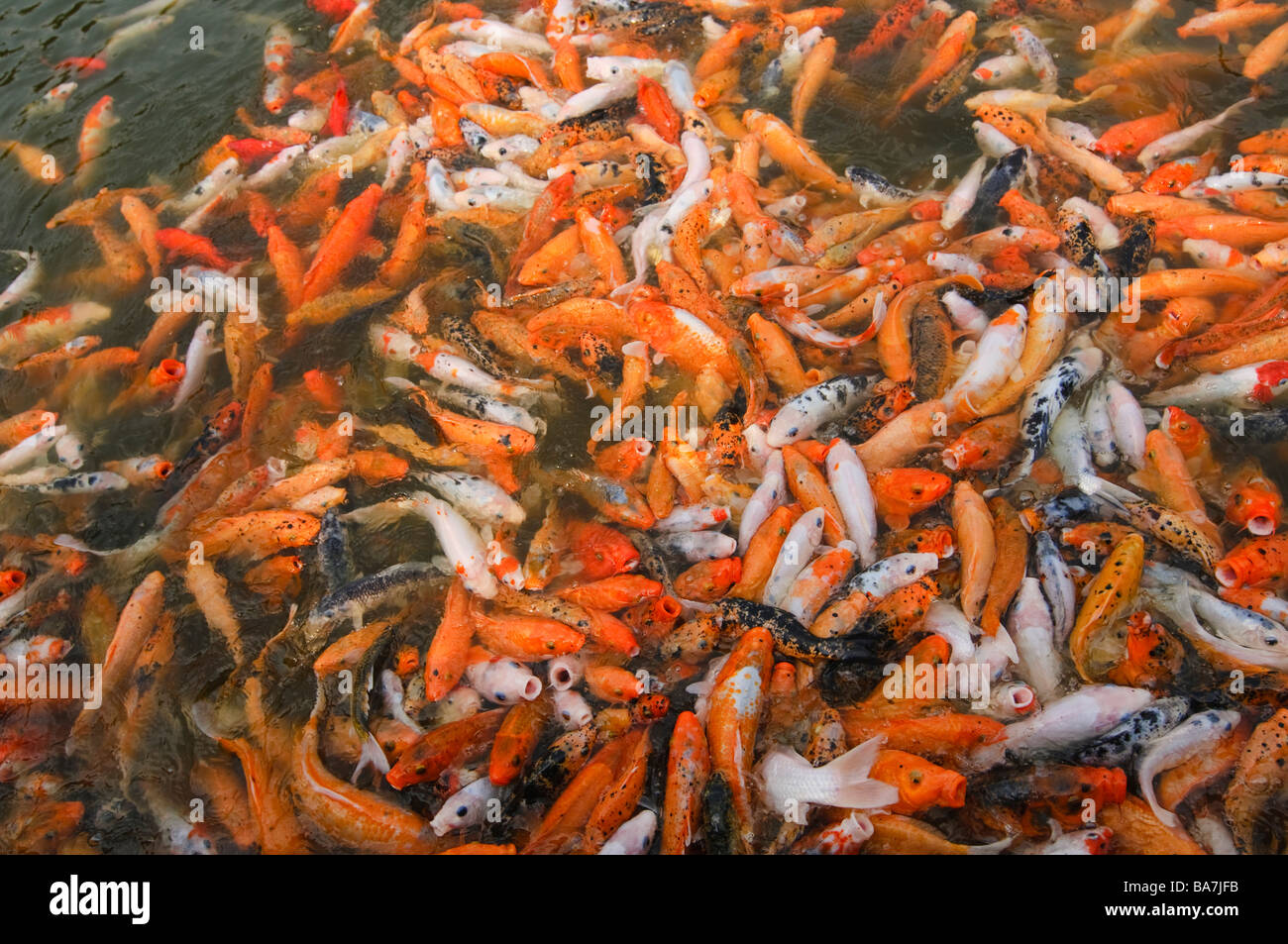 huge gathering of carp in pool in Chinese gardens Stock Photo - Alamy