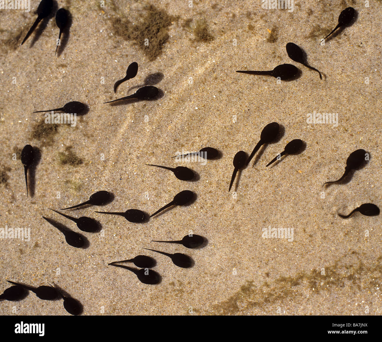 With tadpoles hi-res stock photography and images - Alamy
