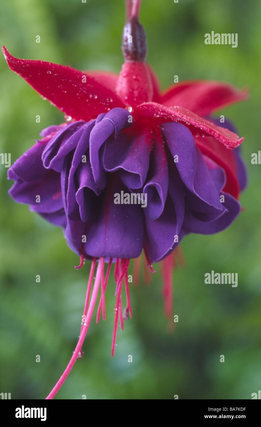 Fushcia flowers hi-res stock photography and images - Alamy