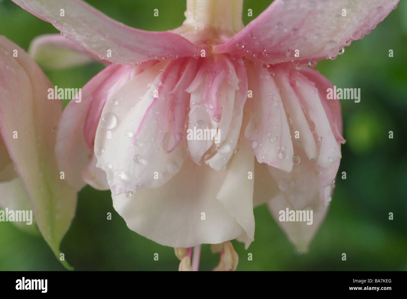 Fuchsia devonshire dumpling hi-res stock photography and images - Alamy