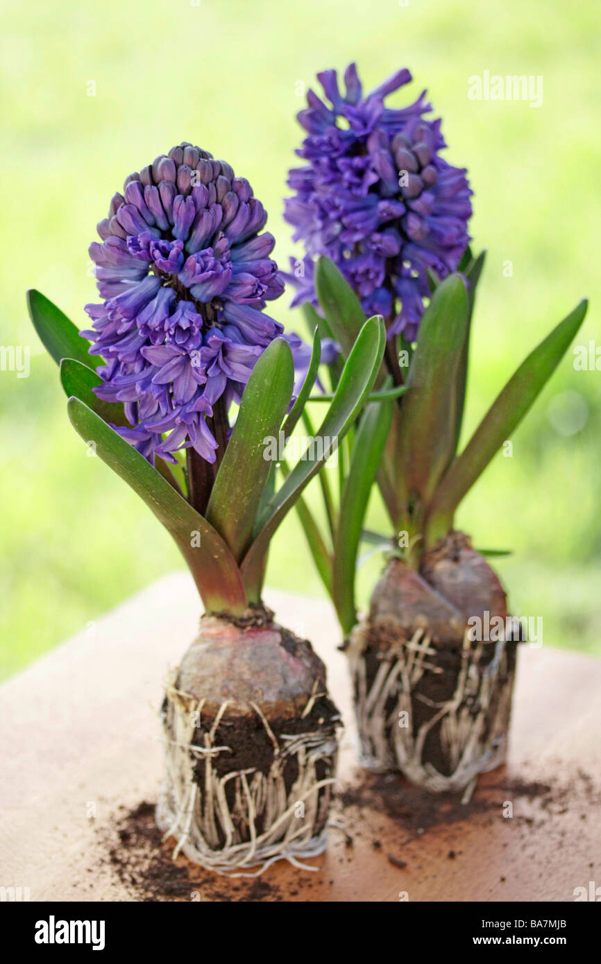 Planting hyacinth Hyacinthus hybr Stock Photo - Alamy
