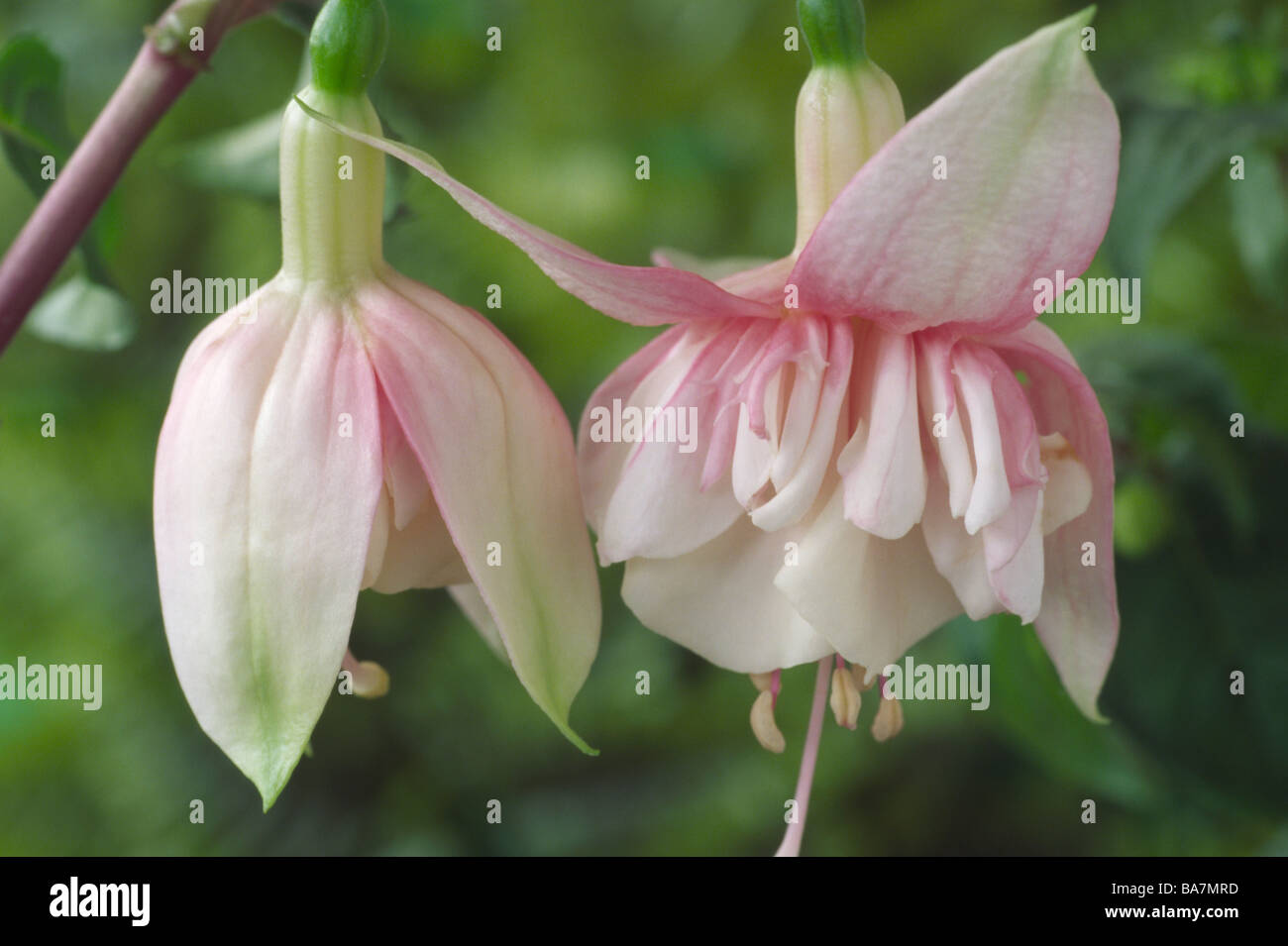 Devonshire dumpling hi-res stock photography and images - Alamy