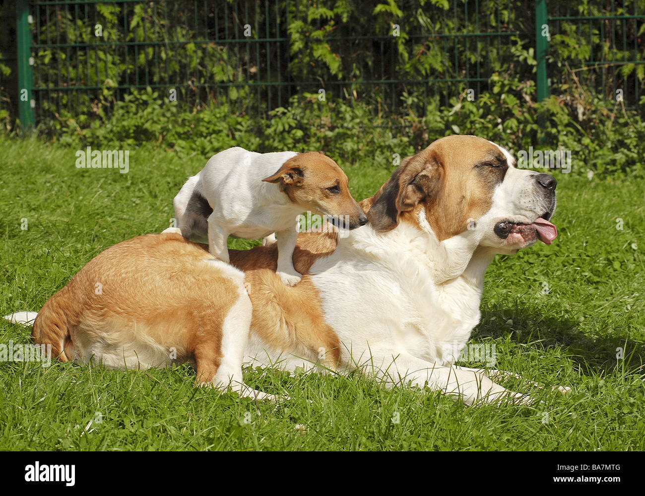 St. Bernard dog and Jack Russell Terrier dog Stock Photo - Alamy