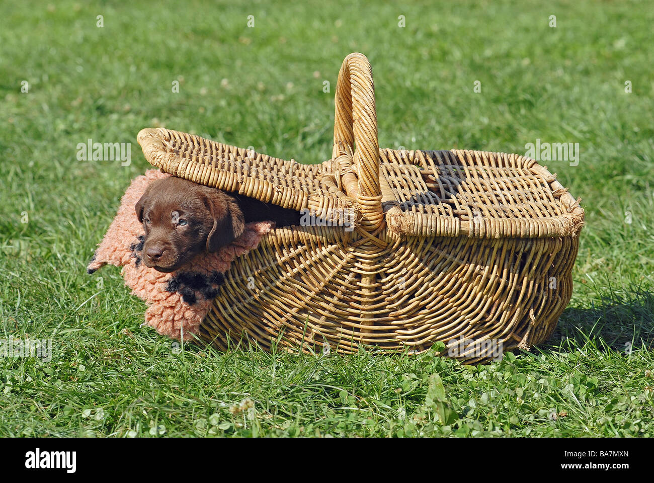 Labrador Retriever dog - puppy in basket Stock Photo - Alamy