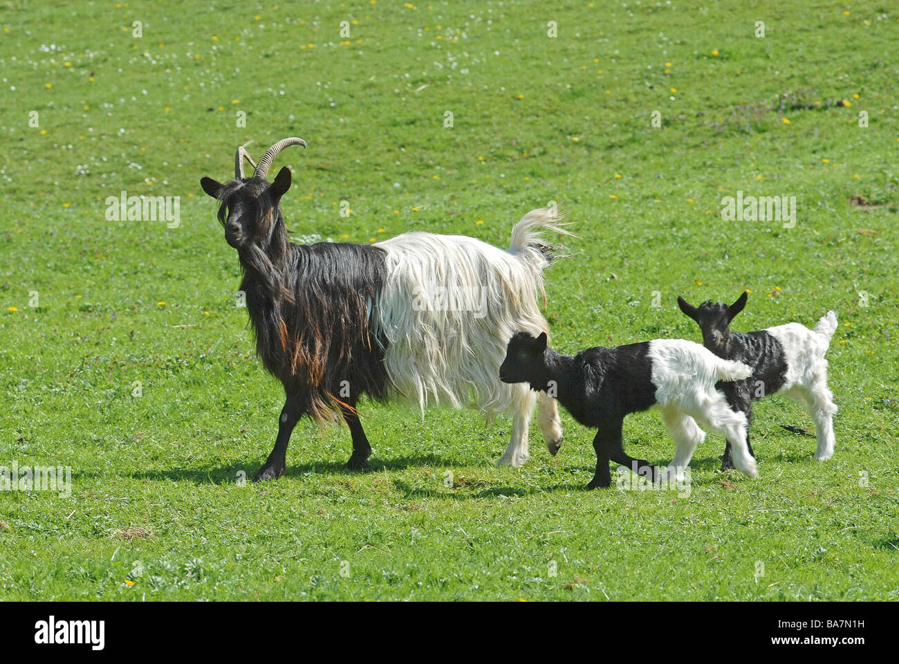 Valais blackneck goat hi-res stock photography and images - Alamy